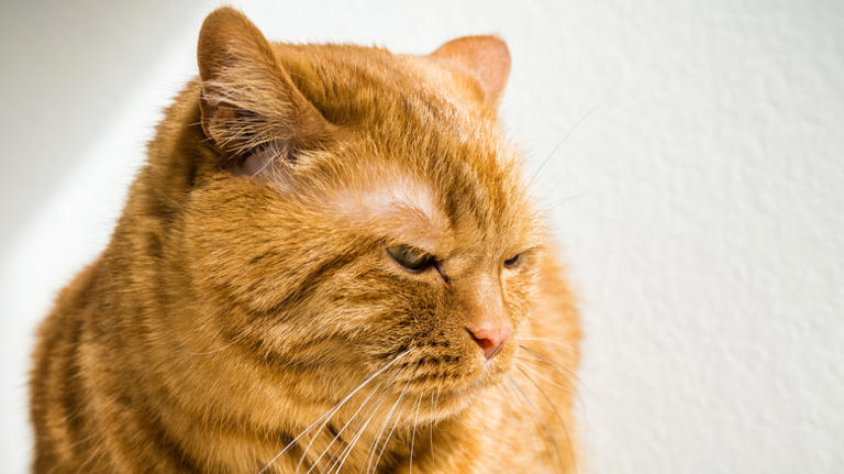 Don't Ignore These Subtle Body Language Cues When Petting Your Cat