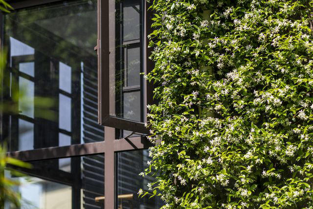 5 Low-Maintenance Climbing Plants That Add Color and Charm to Your Home