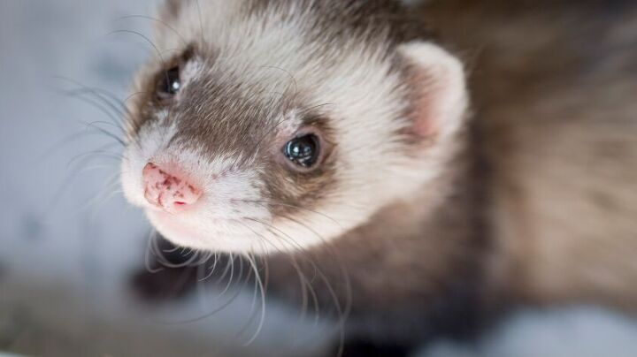 5 Essential Tips for Looking After Ferrets