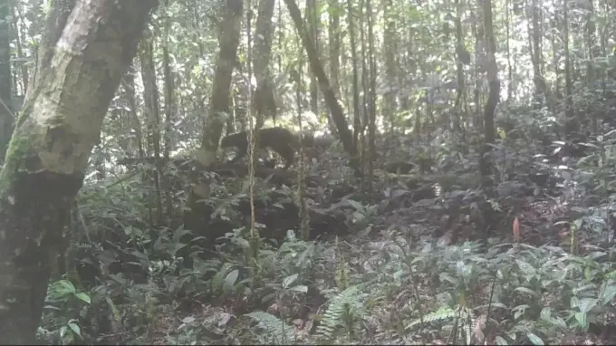 Setelah 20 Tahun Hilang, Kucing Merah Kalimantan Tiba-Tiba Muncul Lagi!