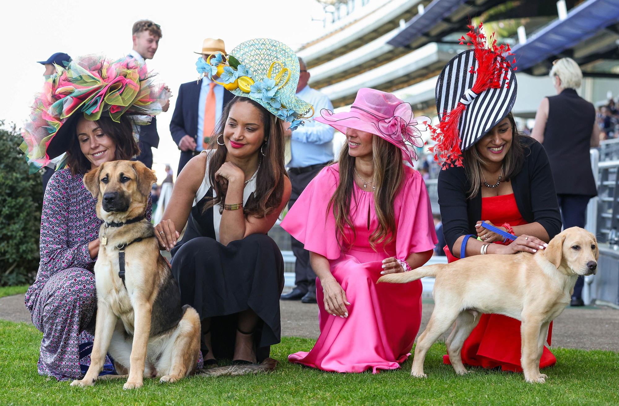 Top dogs meet top hats! Guide dog puppies discover Ascot's wildest headgear