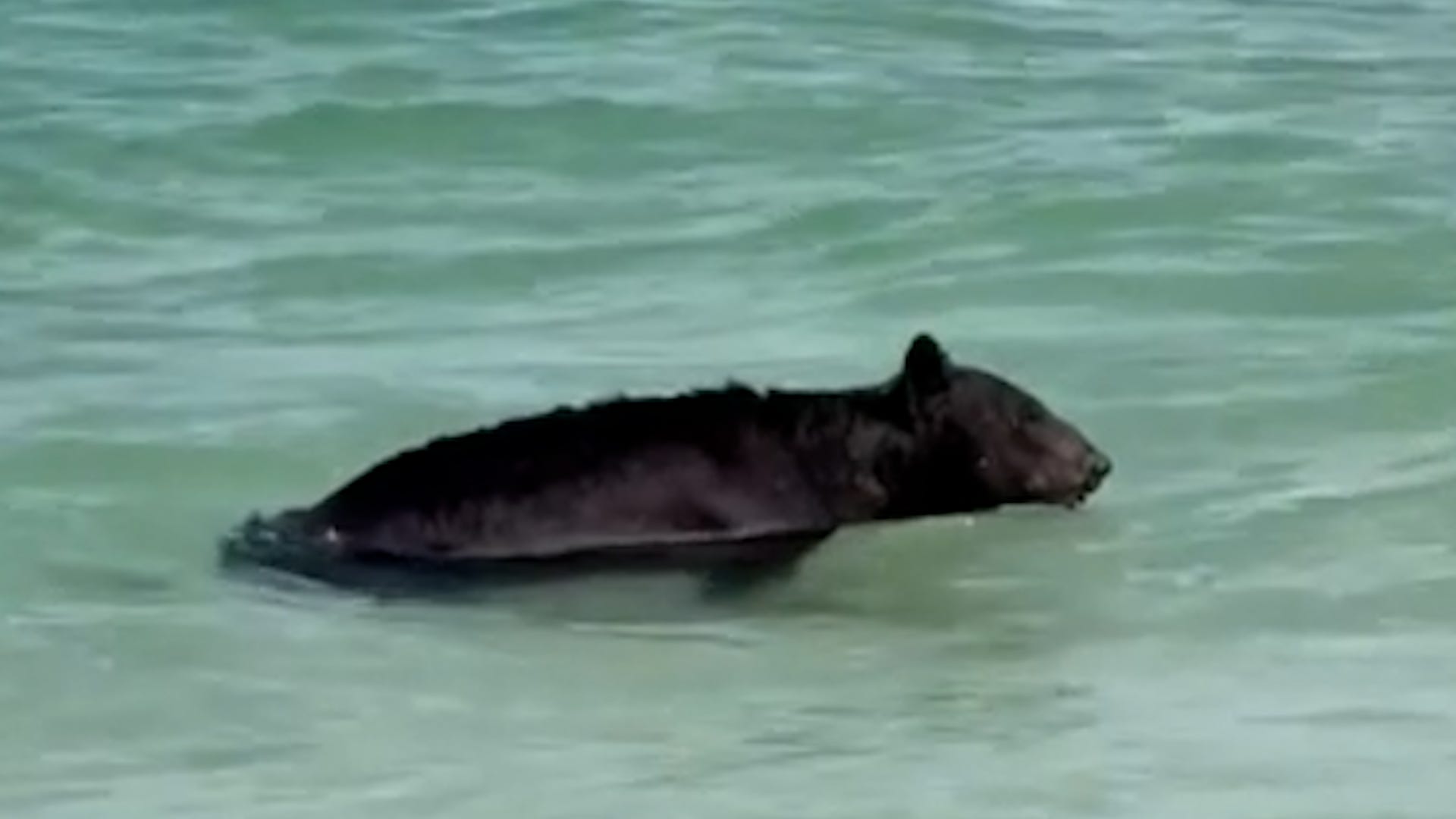 'Mom, run!' Black bear caught swimming at Naples beach.