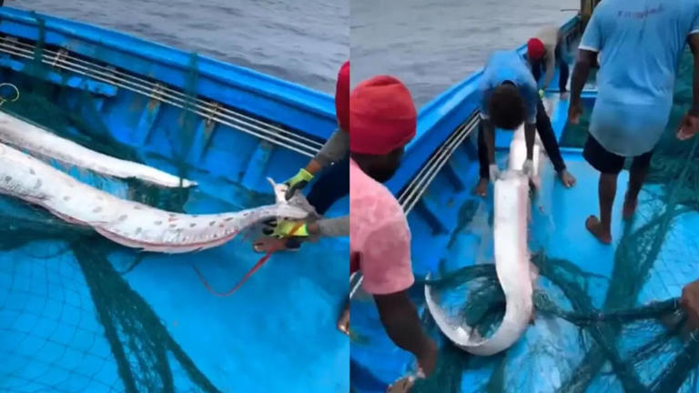 Internet In Frenzy After 'Doomsday Fish' Caught In Tamil Nadu: 'It’s A ...