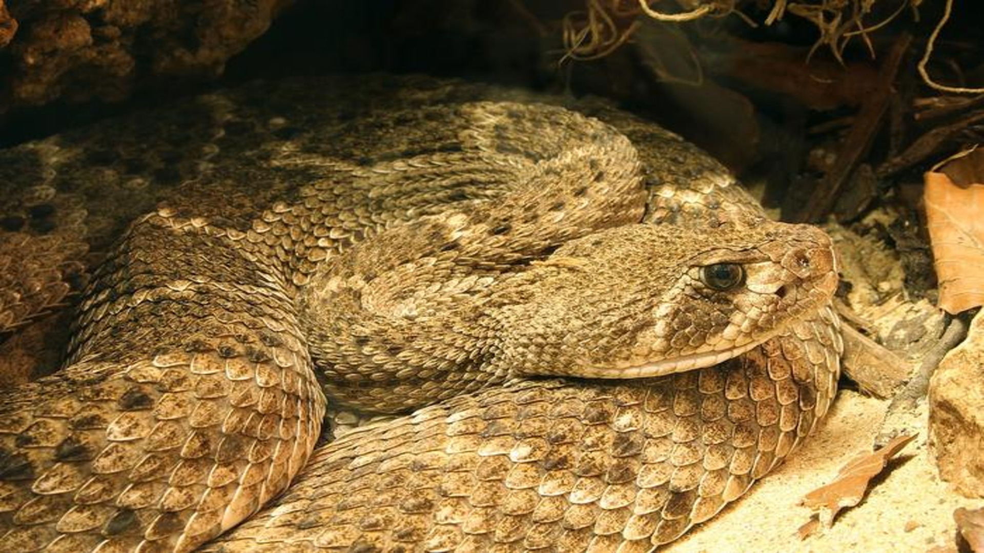 UK team creates first sugar-based test to detect deadly snake venom on ...