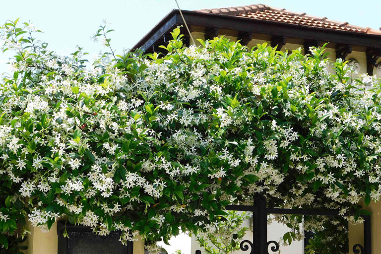 5 Low-Maintenance Climbing Plants That Add Color and Charm to Your Home