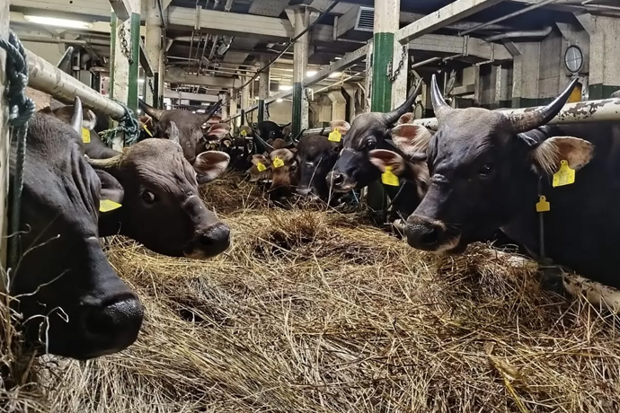 Patungan Kurban Apakan Diperbolehkan? Begini Penjelasan Ulama