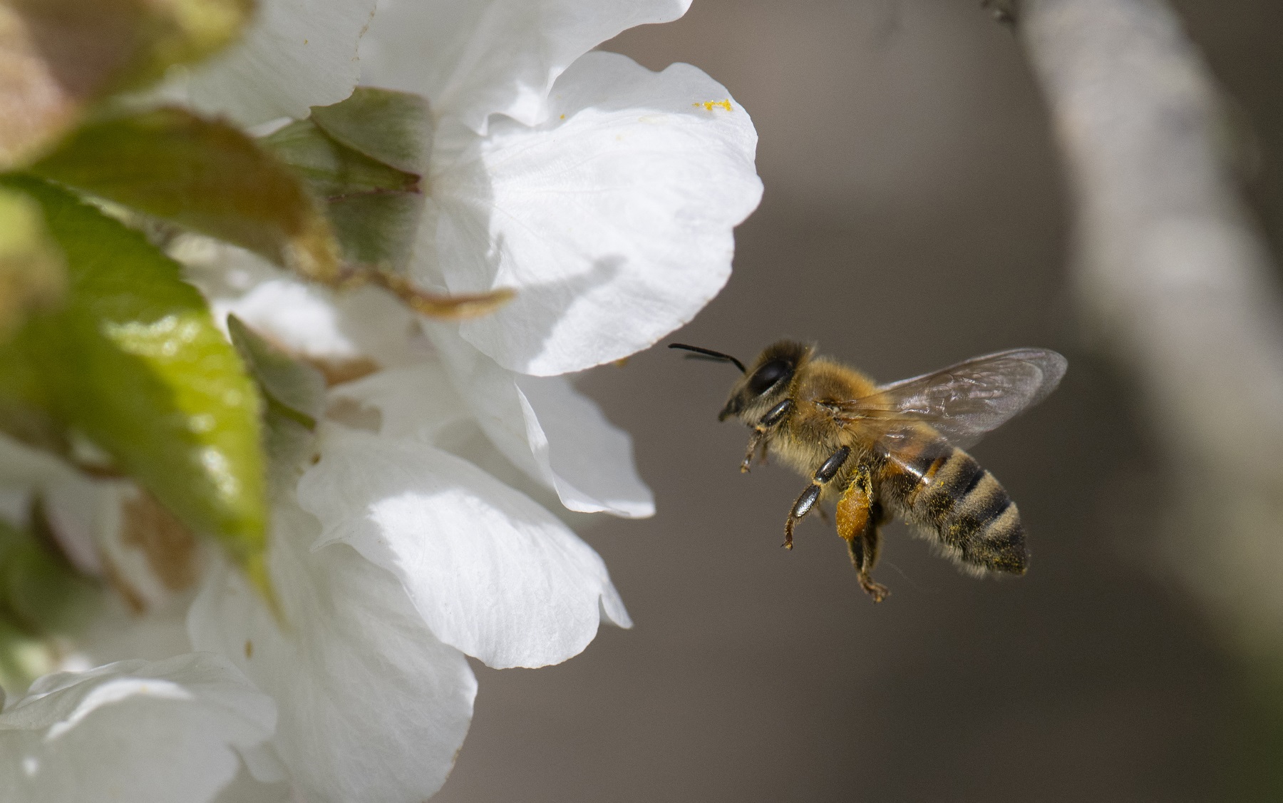 How to treat summer bug bites and stings from wasps to bees, mosquitos ...