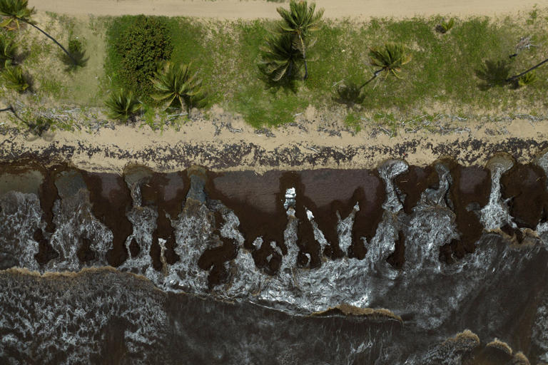 A mystery wave of seaweed is causing a stink in the Caribbean