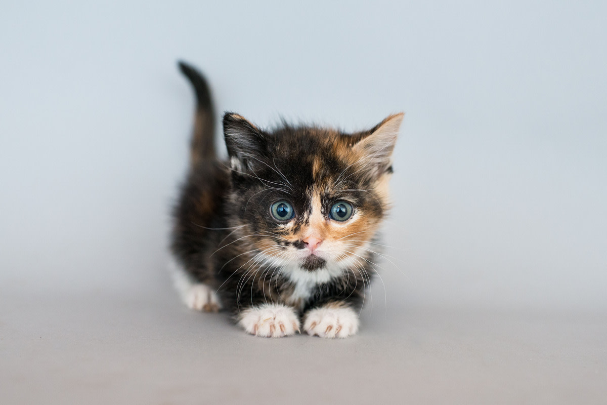 Tiny Kitten Is '2 Tablespoons of Pure Rage' During 'Savage' Attack on ...