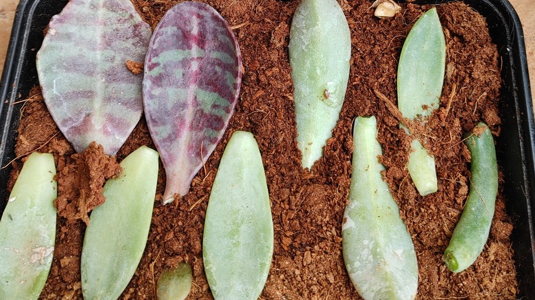 Proplifting Can Get You Free Plants, But Is It Worth It?