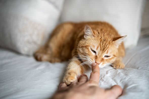Cats recognize familiar BO and can spot strangers from the stink of ...