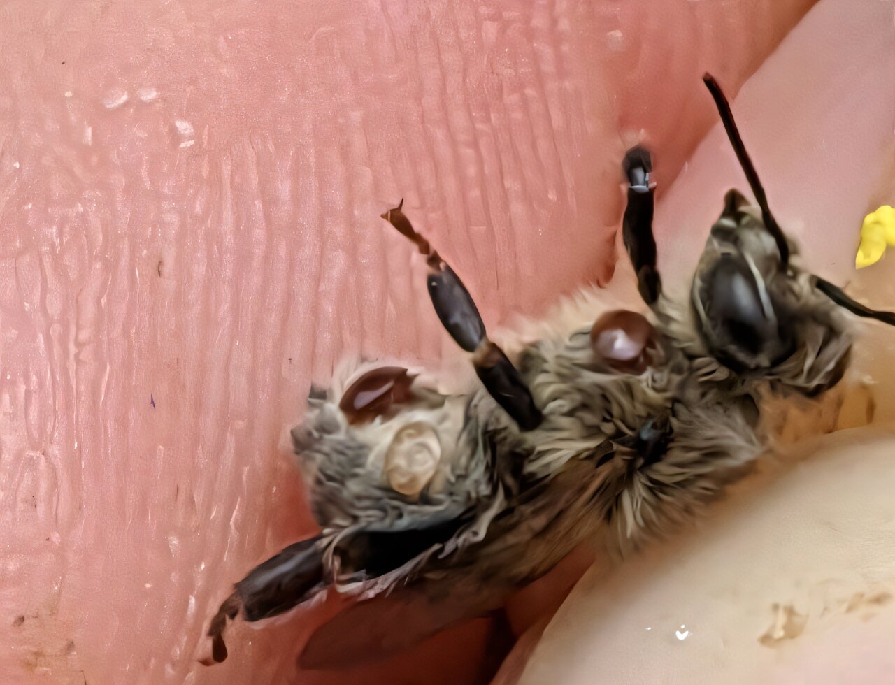 Researchers find viruses from miticide-resistant parasitic mites are ...