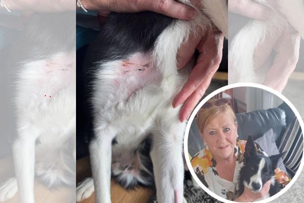 'What if it was a child,' dog owner left shaken after her pet is ...