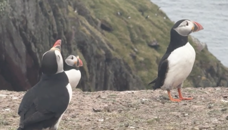 Stunning Puffins Return to Flower-Filled Burrows on Welsh Island