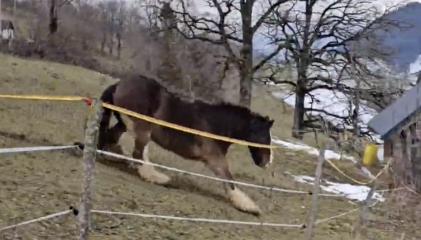 Horse’s First Run in Meadow Turns Into a Slippery Surprise