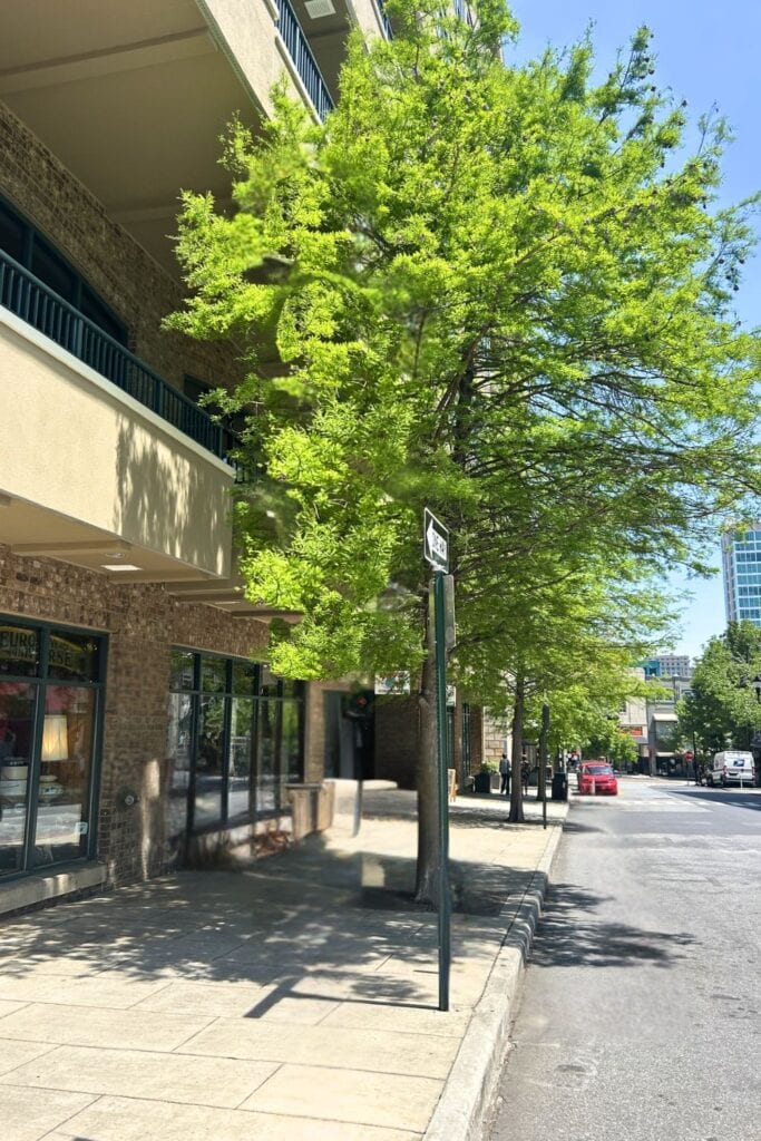 Tupelo Honey Cafe Asheville: Southern roots and sweet surprises