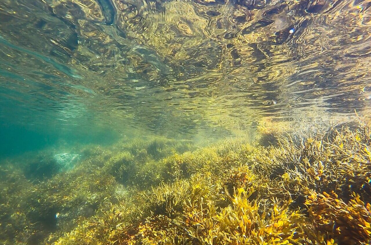 Can kelp forests help tackle climate change?