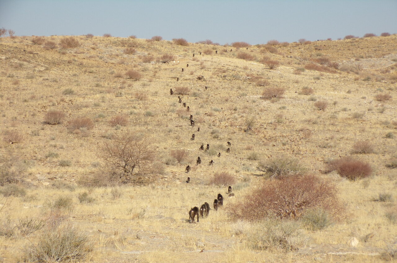 Baboons walk in line for friendship, not survival, new study finds