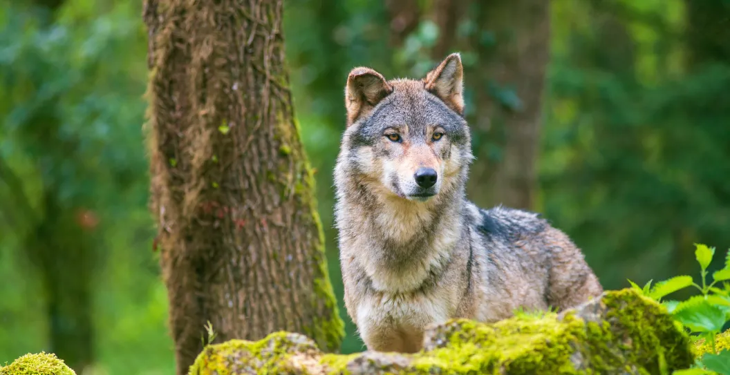 Are Wolves Smart Enough To Use Tools? Some Researchers Argue Yes