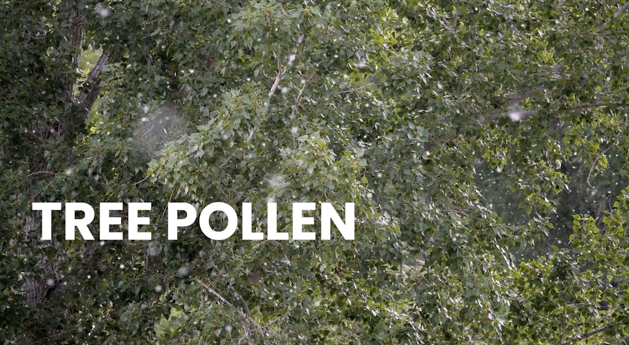 Your allergies could flare up in the coming weeks. Here's why