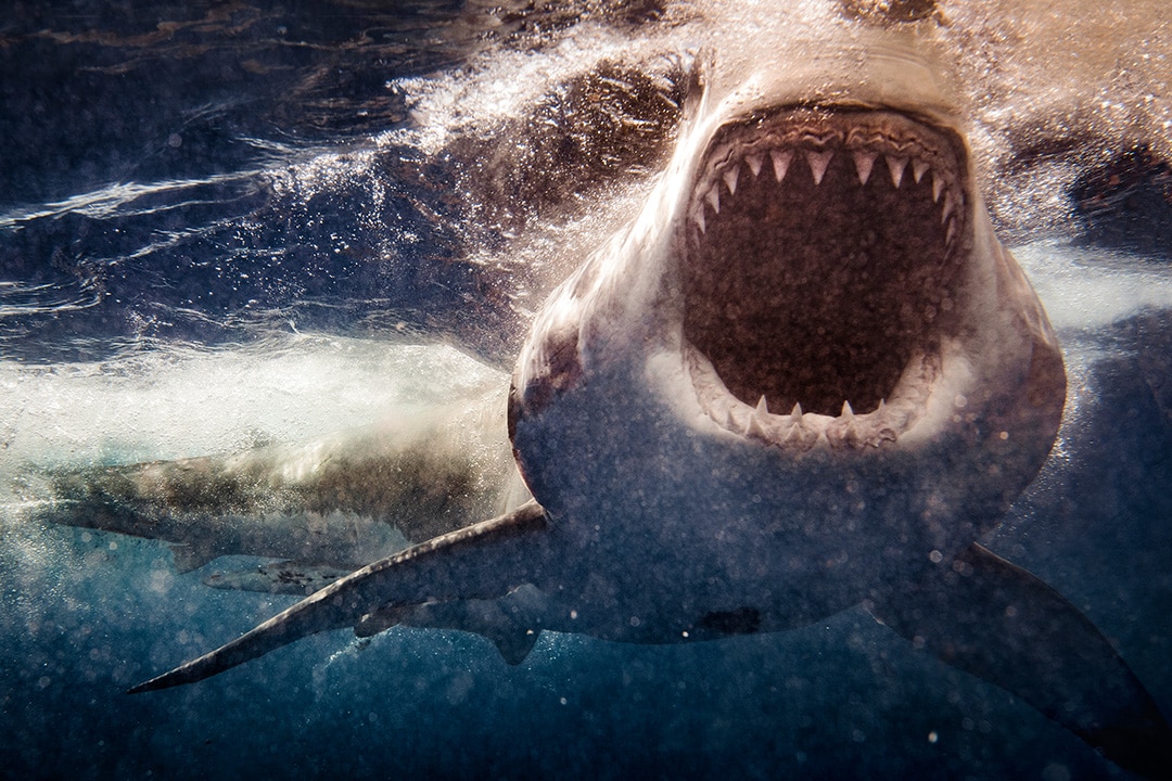 10-Foot Shark Bites Chunk of Man's Surfboard in California Attack: "I ...