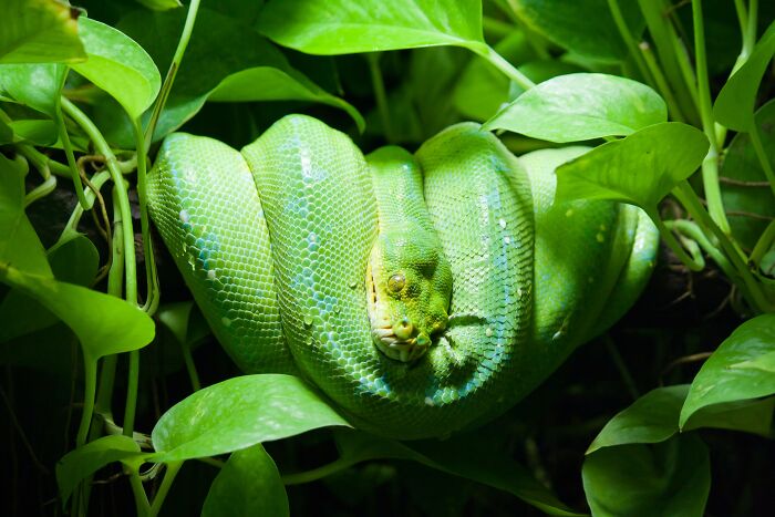 23 Awesome Snake Facts To Shed Some Light On These Cool Reptiles