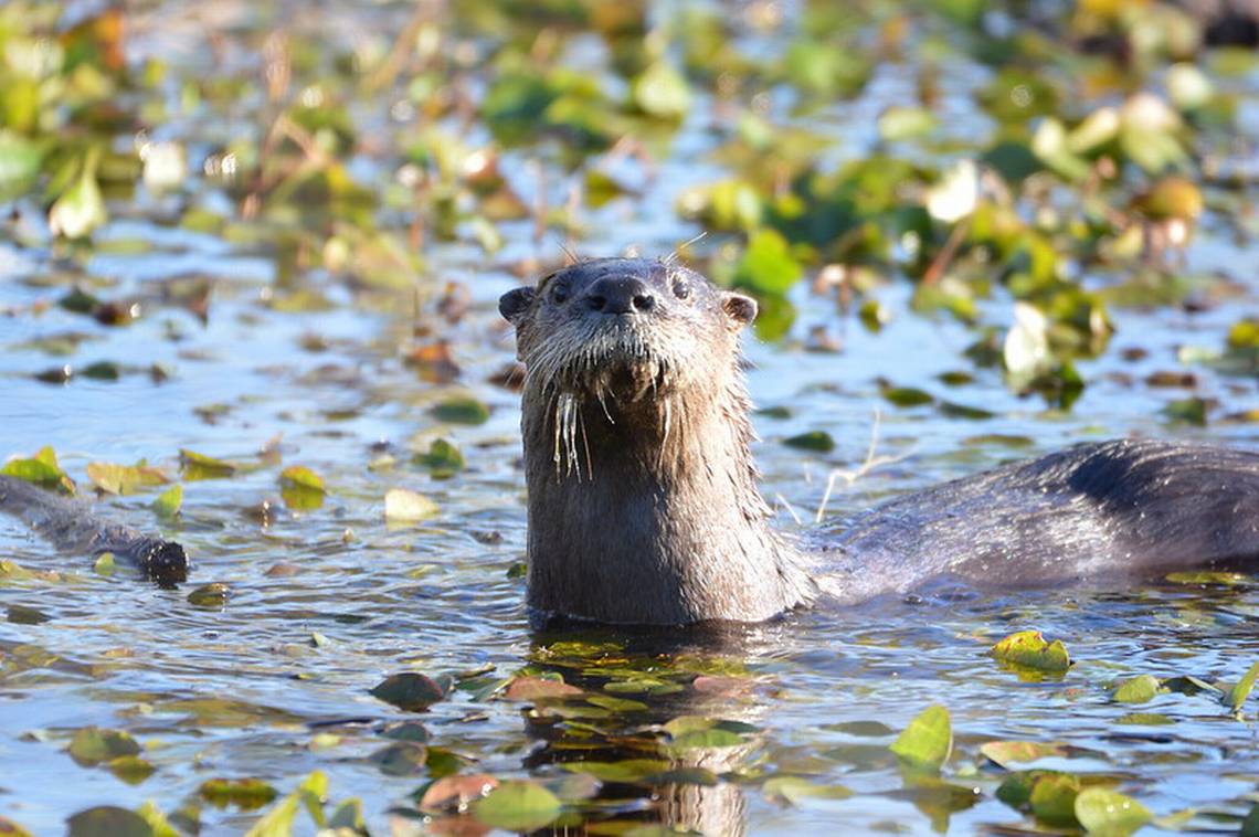 Otter attack at recreation complex sends victim to hospital, Florida ...