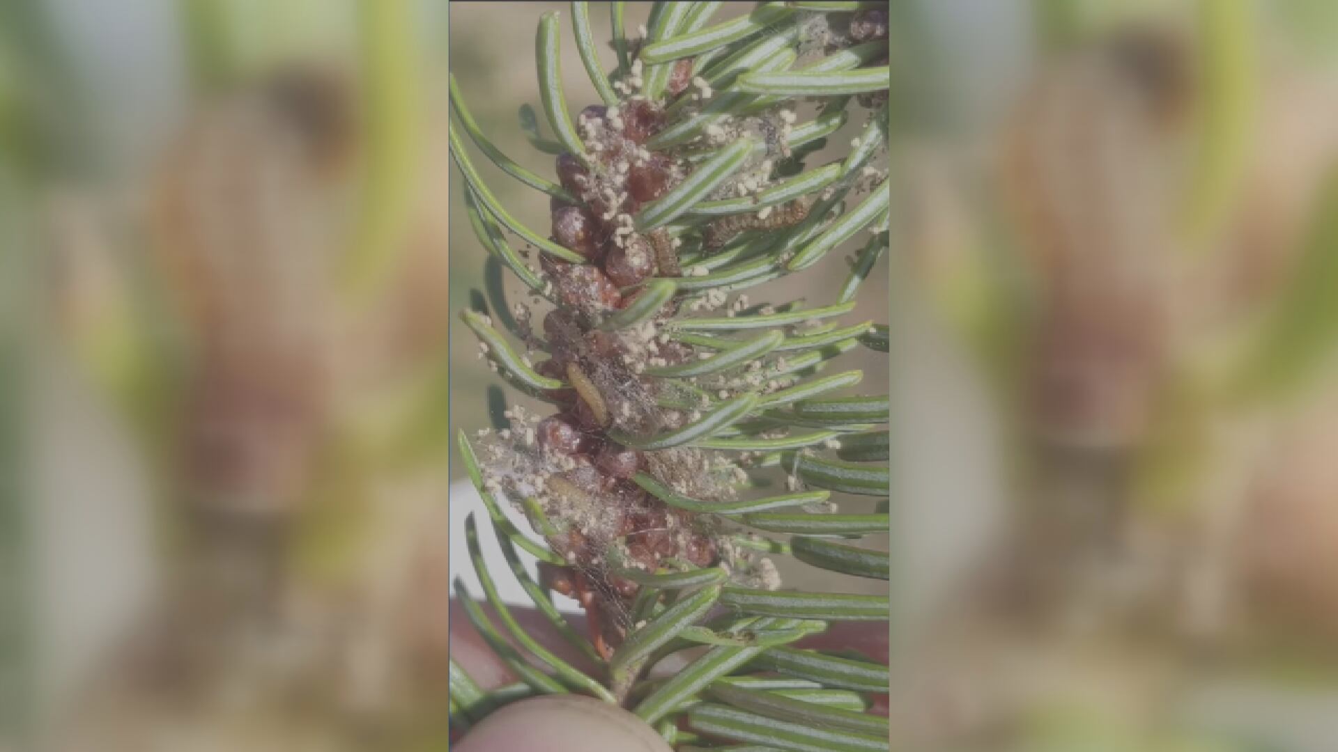 Targeting the spruce budworm population