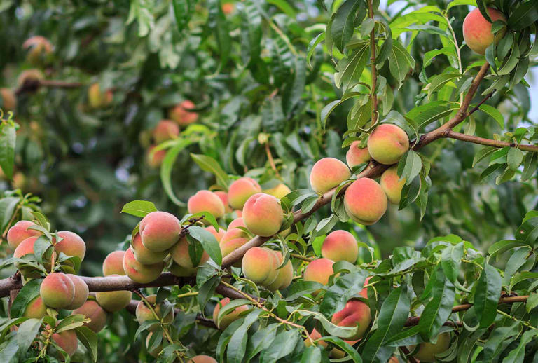 How to grow a peach tree from a pit and enjoy juicy fruit for years