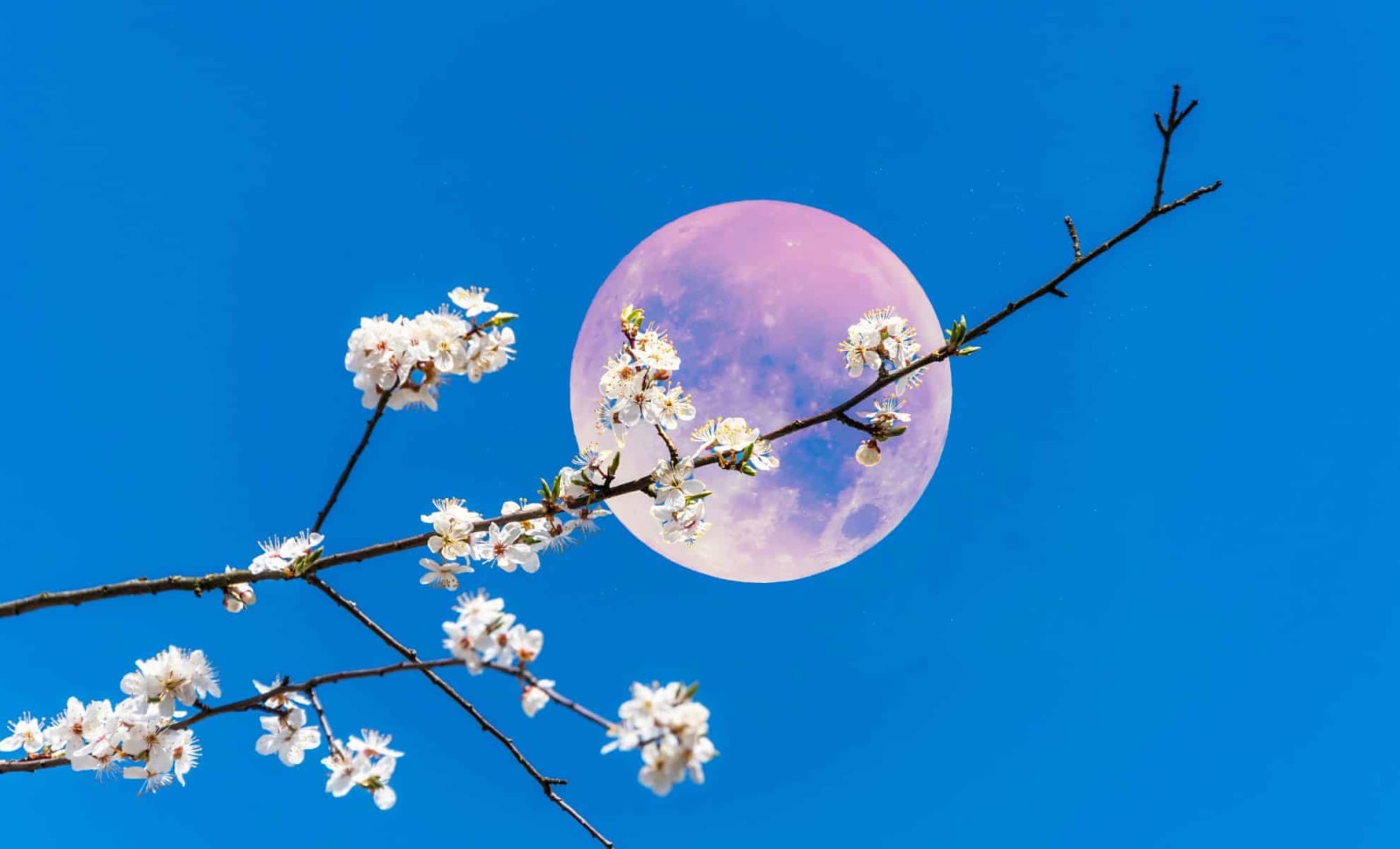 This June’s Full Moon Will Be the Lowest in Decades, A Rare Sky Event