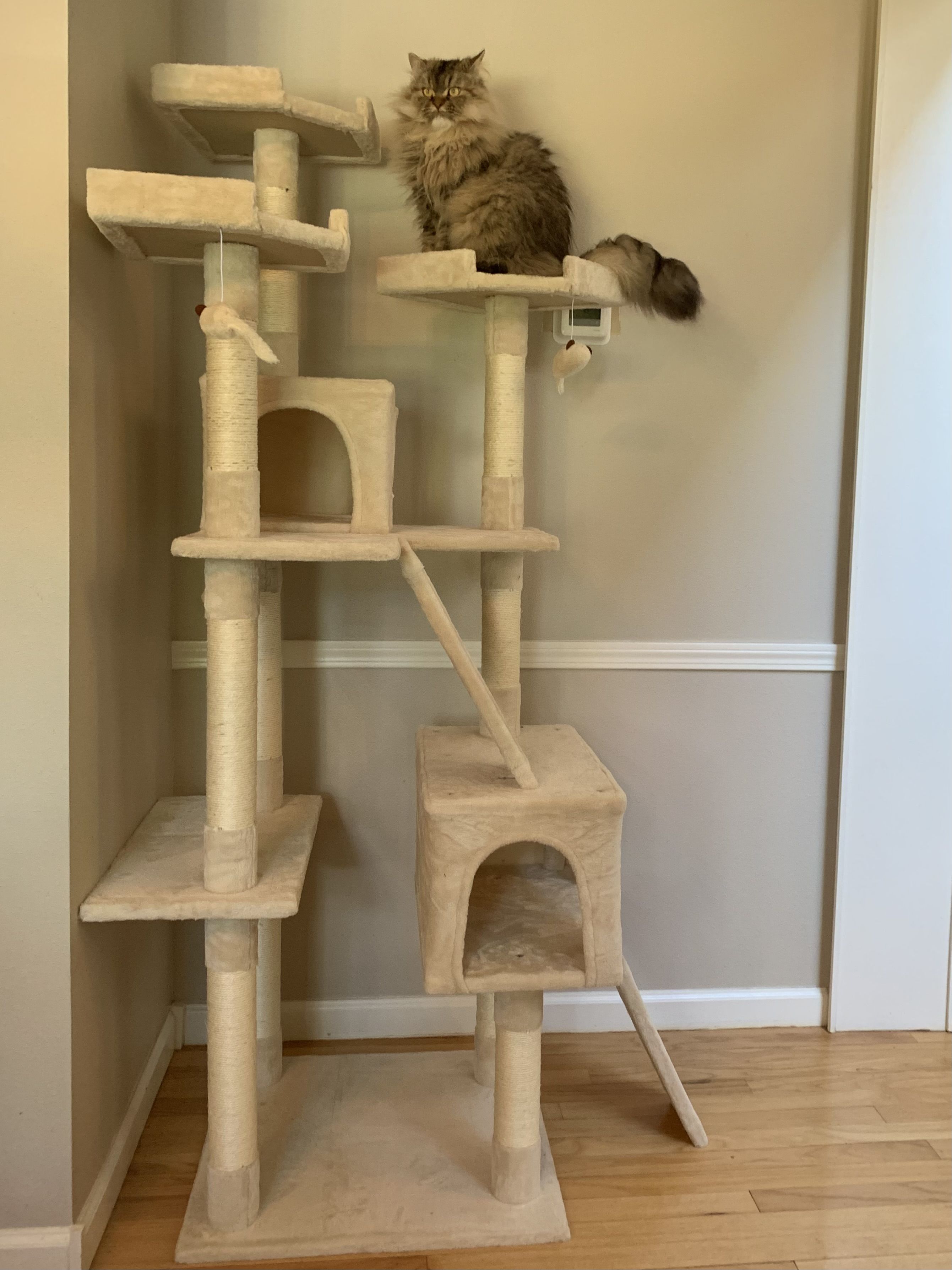 The 11 Best Cat Trees, Tested by Our Editors' Very Own Kitties
