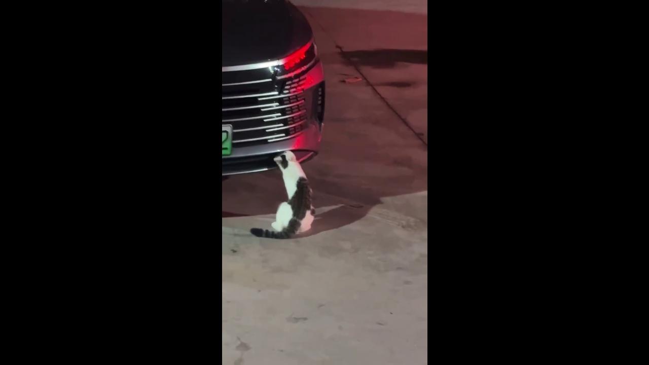 Cat ignores warnings and catches rat from under car hood