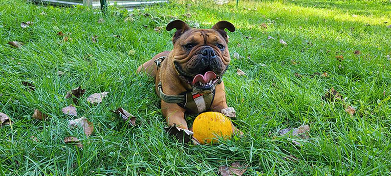 Man Who Strangled, Dismembered Bulldog At Acquaintance's Westchester ...