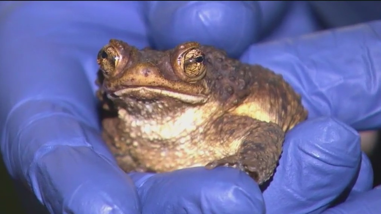 Chicago area zoo helps save endangered toad thanks to Bad Bunny