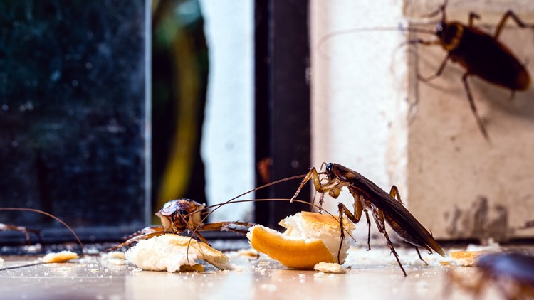 Why the Sacramento region sees so many roaches in the summer months