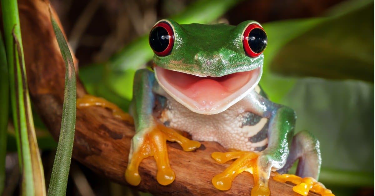 Pet Frogs: The Ultimate Guide to Caring For Your Pet Frog