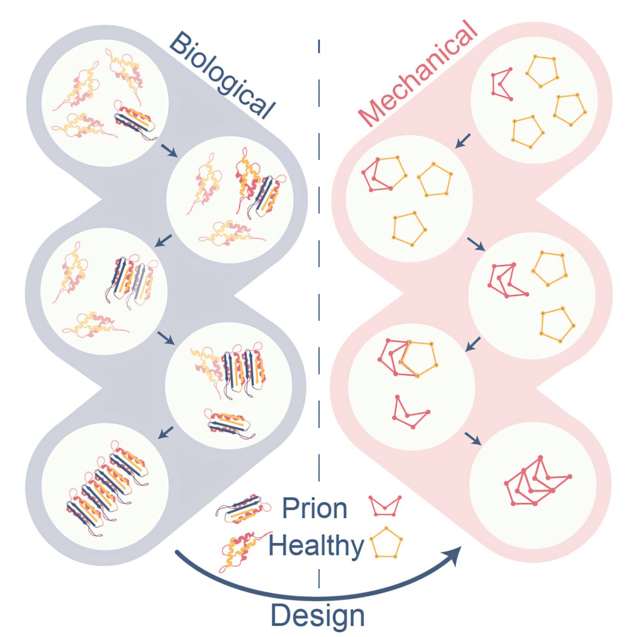 Mechanical model reveals how prions trigger a domino effect to spread ...