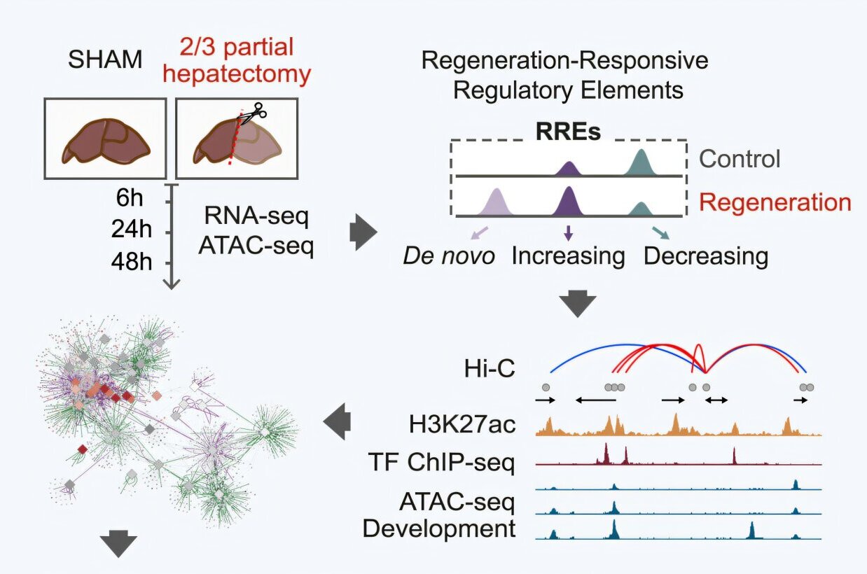 DNA regions and key genes that activate liver regeneration identified