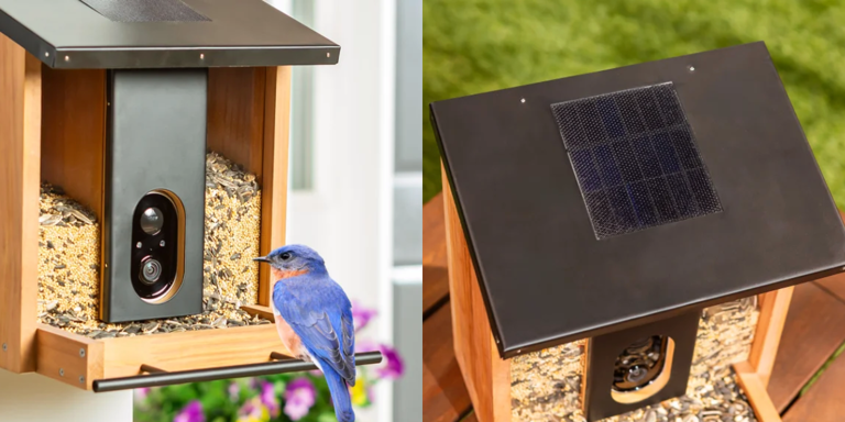 Costco Is Selling a Smart Bird Feeder That Takes Birdwatching to a New ...
