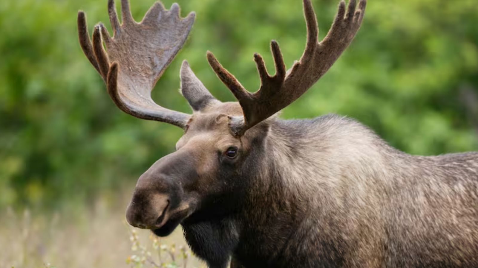 21 wildlife rules Canadians don’t know exist (fines are steep)