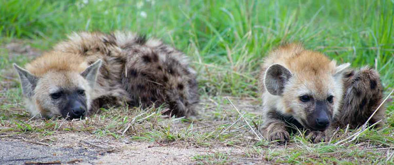 10 Amazing Facts About Hyenas