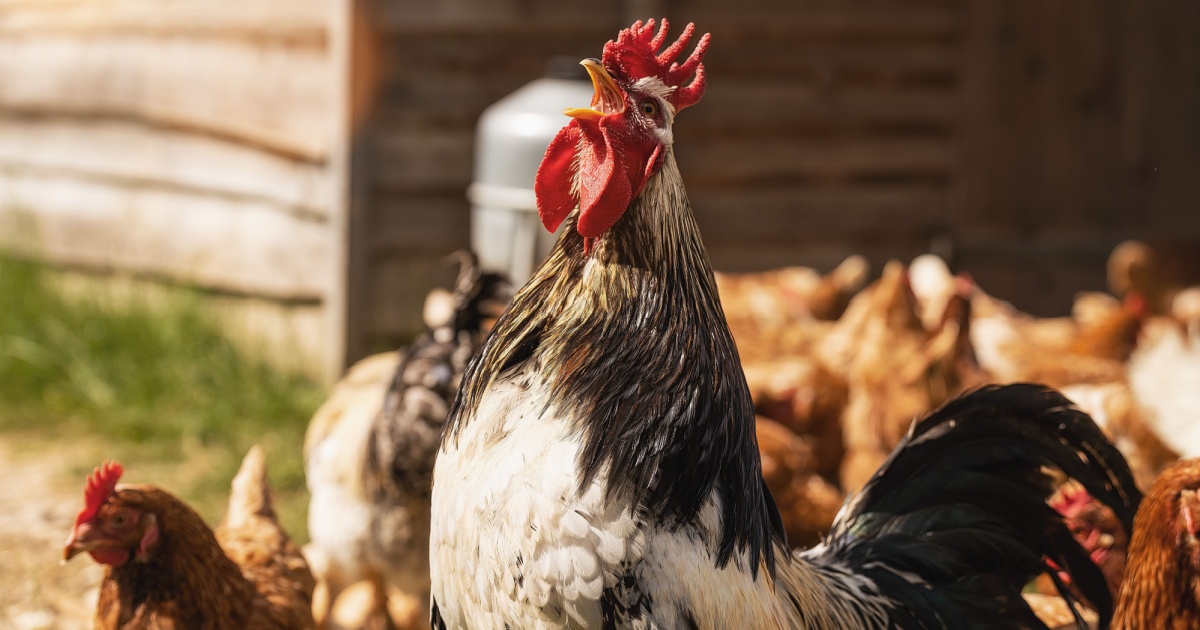 The Crow Of A Rooster Is One Of The Most Recognizable Sounds In The ...
