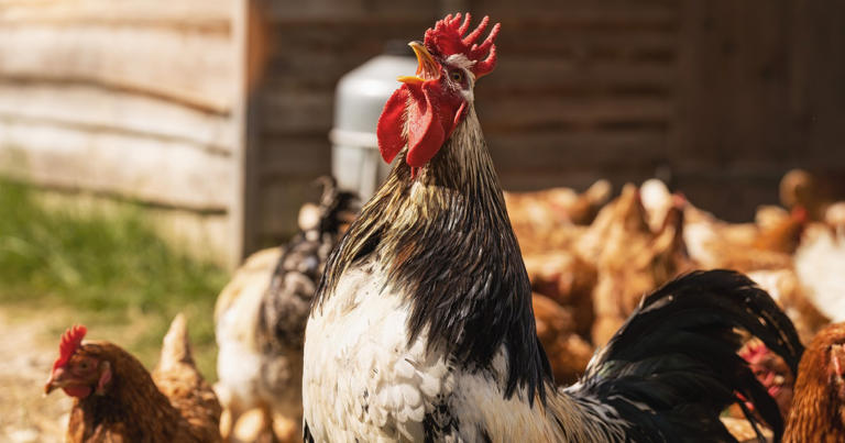 The Crow Of A Rooster Is One Of The Most Recognizable Sounds In The ...
