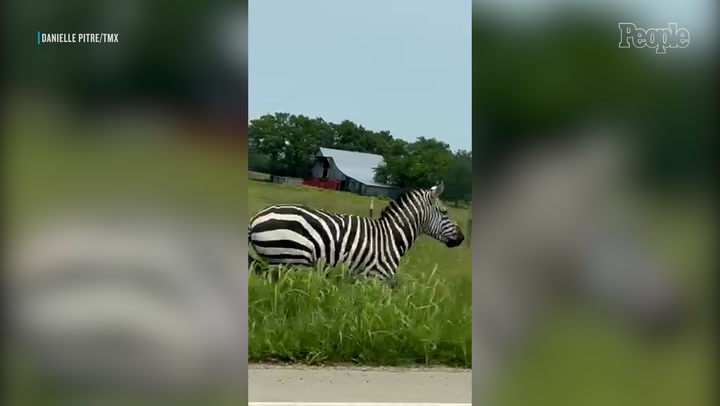 Pet Zebra Remains 'On the Loose' in Tennessee After Escaping Home and ...