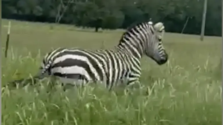Watch: Runaway pet zebra rescued in Tennessee after spending week on the loose