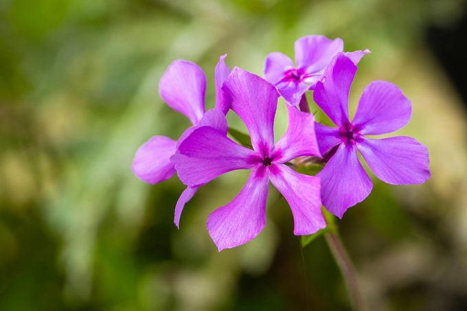 Find the perfect phlox flower for your garden