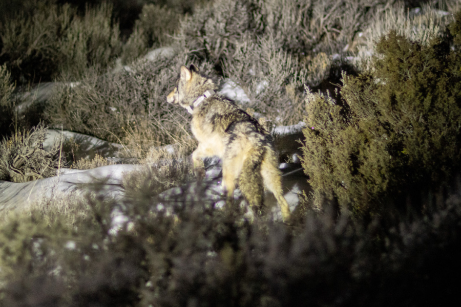 Gray wolf dies in northwest Colorado