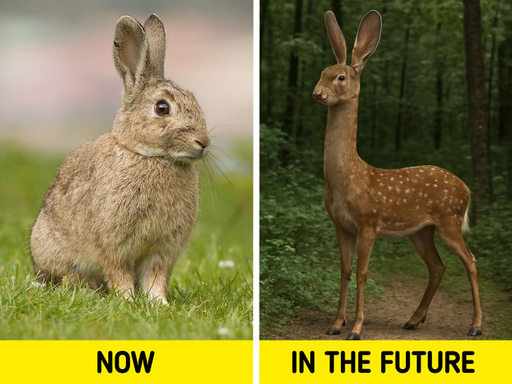 How Evolution Could Change 7 Animals—And Create Strange Creatures