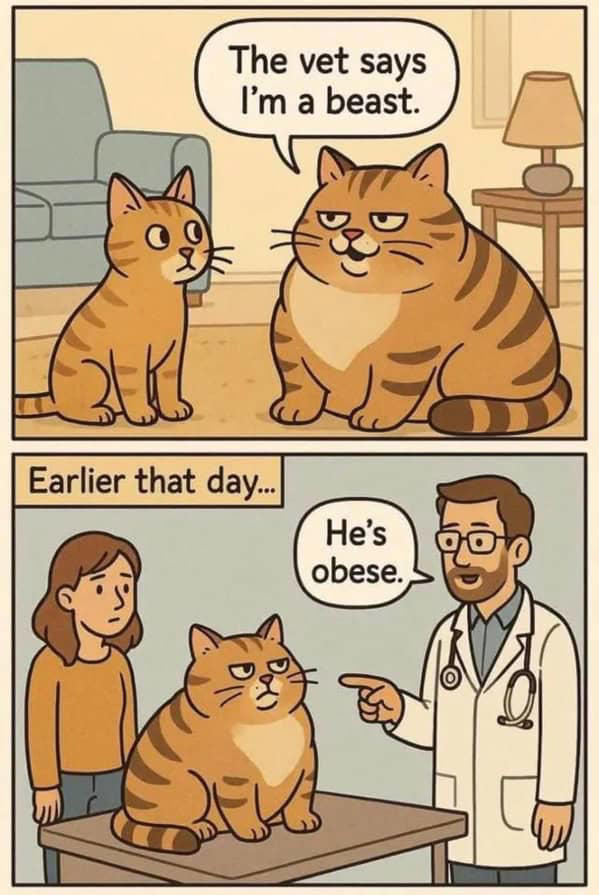 35 Funny Cat Memes That’ll Leave You Feline Fine (June 4, 2025)