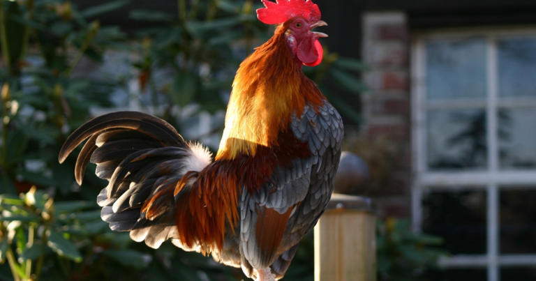 The Crow Of A Rooster Is One Of The Most Recognizable Sounds In The ...